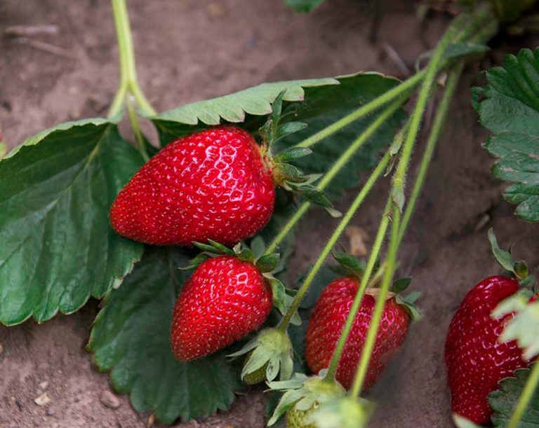Why Oregon - Oregon Strawberries